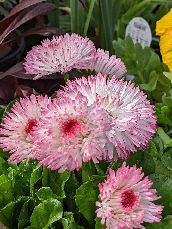 English Daisy (Bellis perennis Habanera® Mix) - Garden.org