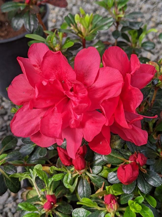 Kurume Azalea (Rhododendron 'Hino-crimson') in the Rhododendrons ...