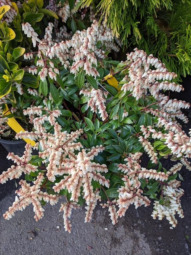 Photo of the entire plant of Japanese Andromeda (Pieris japonica ...