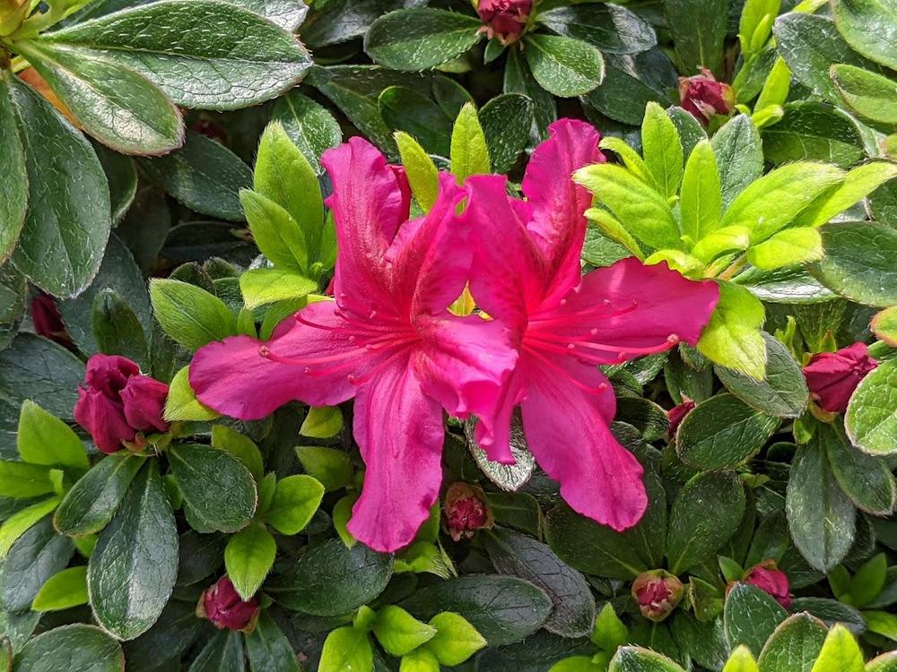 Evergreen Azalea (Rhododendron 'Girard's Fuchsia') in the Rhododendrons ...