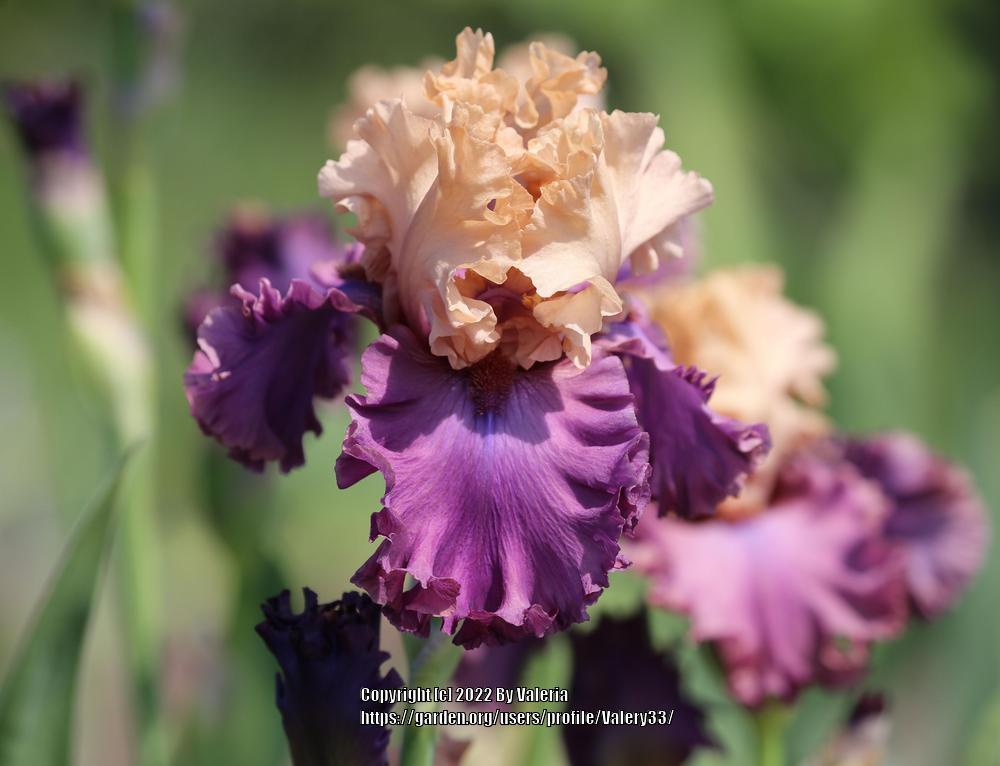 Photo of the bloom of Tall Bearded Iris (Iris 'High Chancellor') posted ...