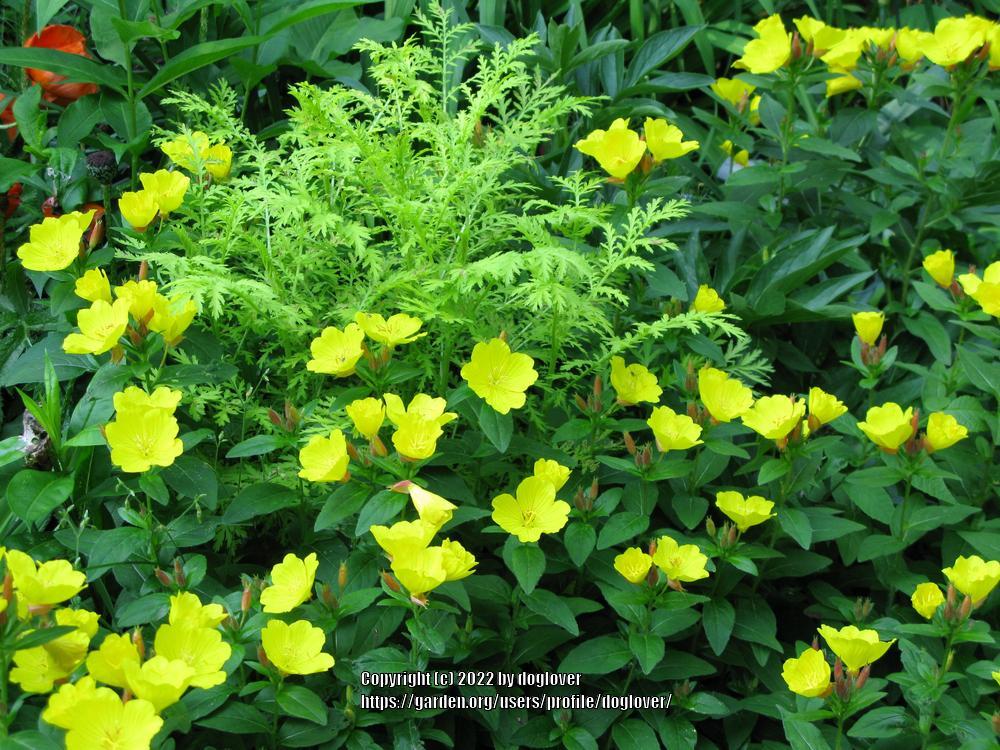 Photo of the bloom of Evening Primrose (Oenothera Lemon Drop®) posted ...