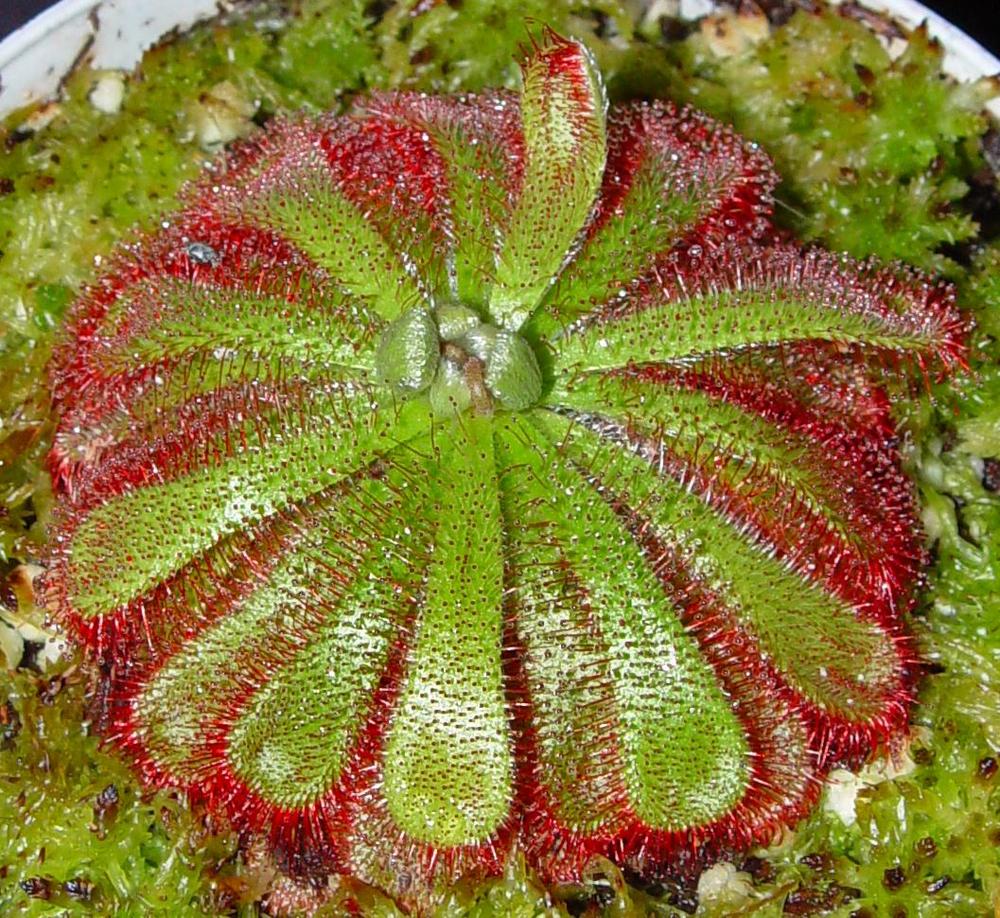 Alice Sundew (Drosera aliciae) - Garden.org