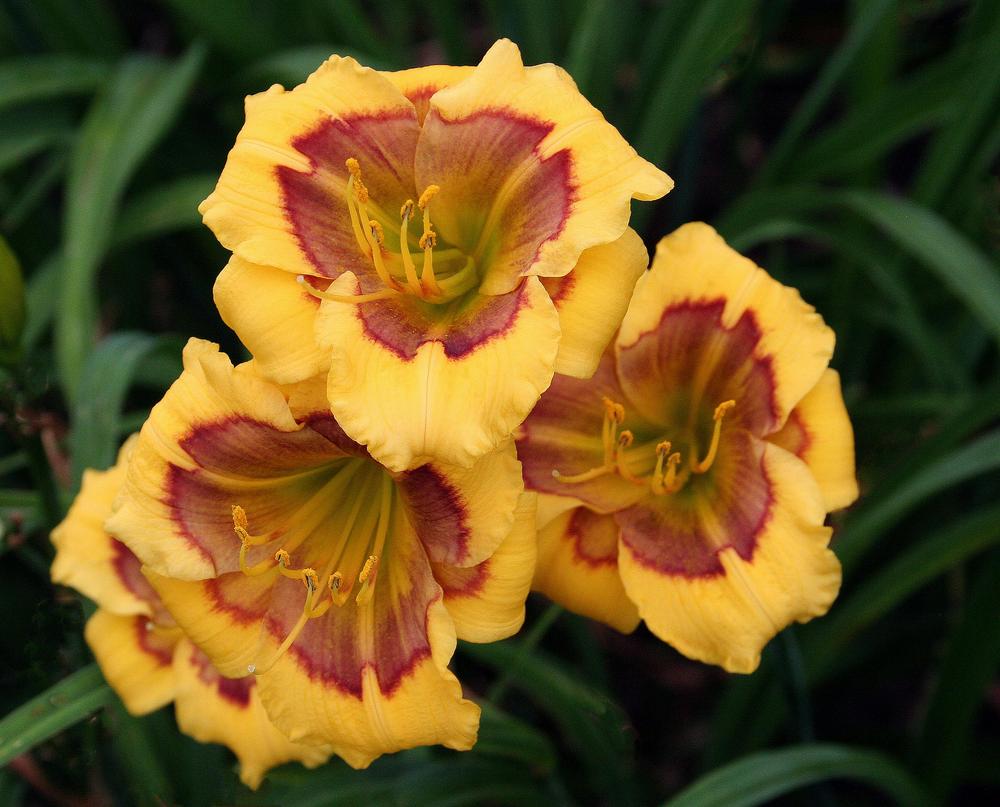 Daylily (Hemerocallis 'Jason Salter') in the Daylilies Database - Garden.org