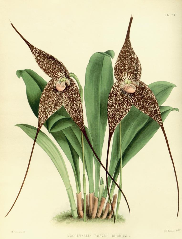 Photo of the documentation of Roezl's Dracula (Dracula roezlii) posted ...