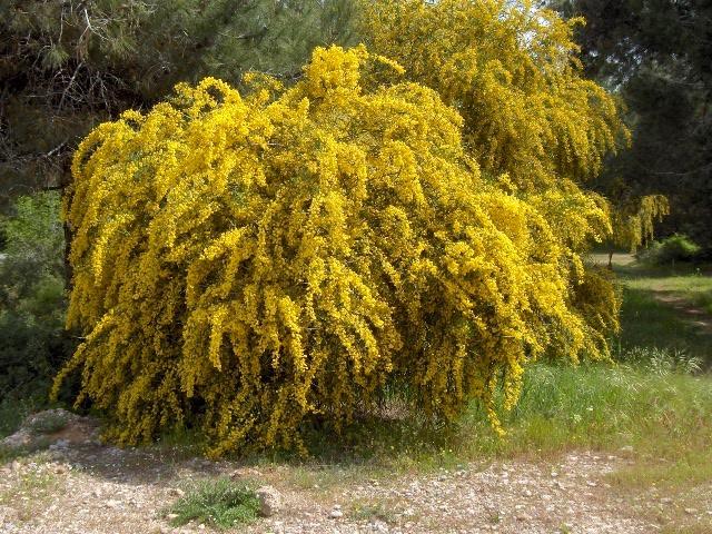 Golden Wreath Wattle (Acacia saligna) - Garden.org