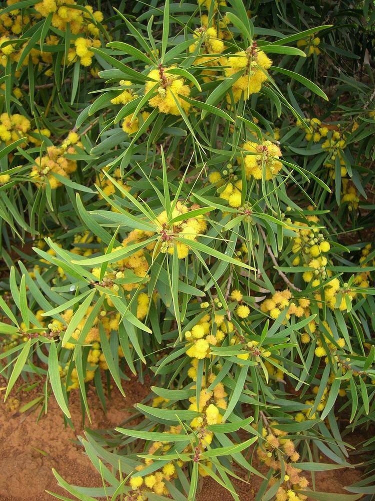 Photo of the leaves of Formosa Koa (Acacia confusa) posted by ...