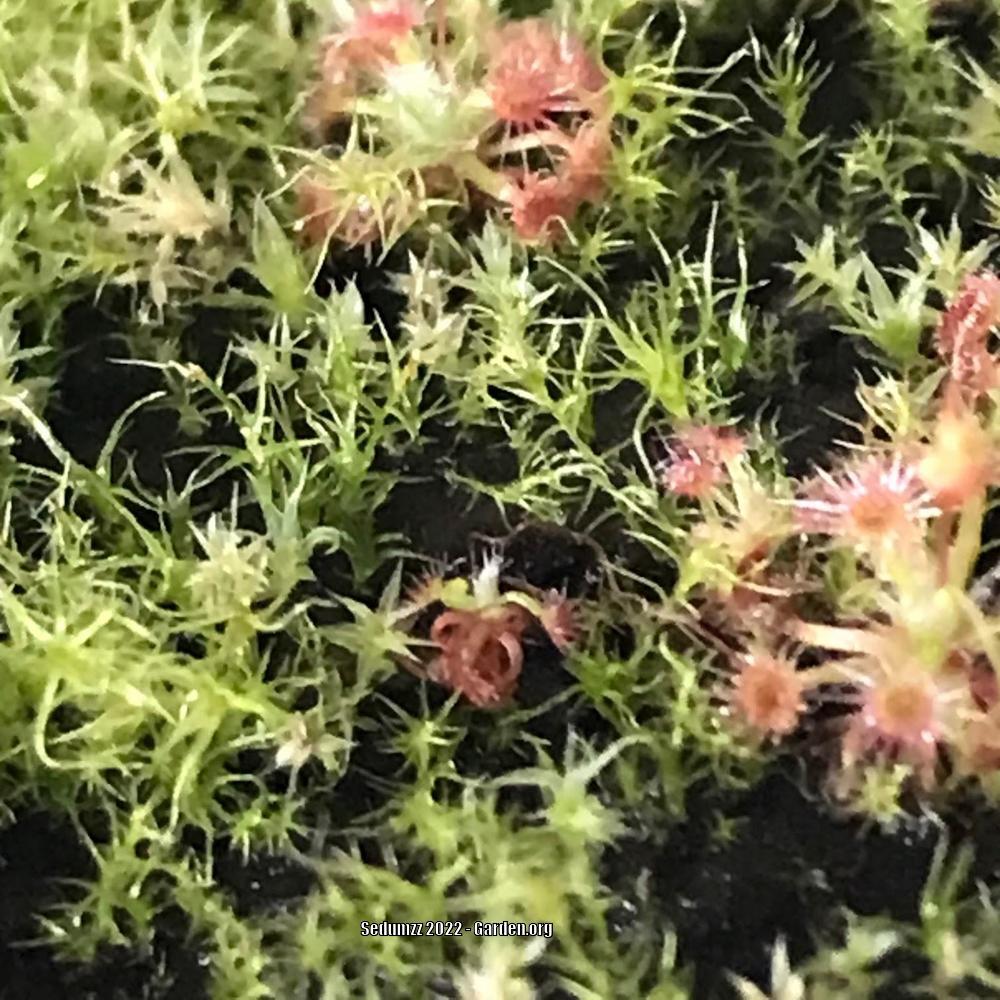 Pygmy Sundew (Drosera dichrosepala subsp. enodes 'Scotts River ...