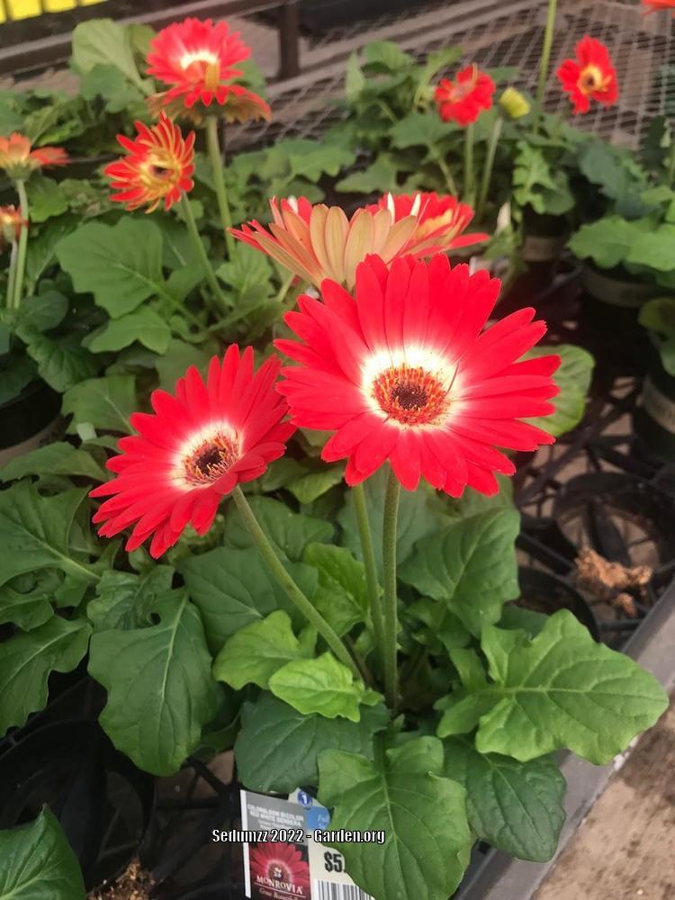 Gerbera Daisy (Gerbera jamesonii ColorBloom™ Bicolor Red White ...