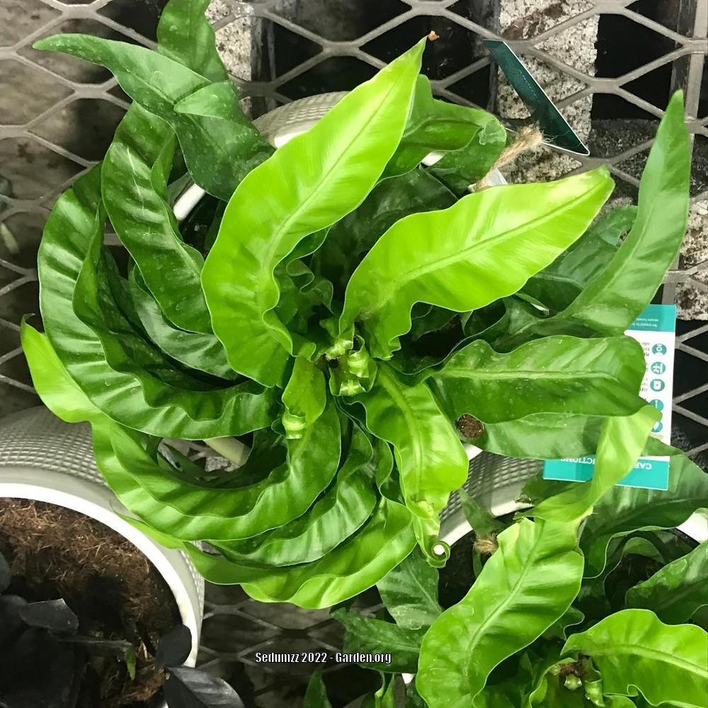 Bird's Nest Fern (Asplenium antiquum 'Hurricane') - Garden.org