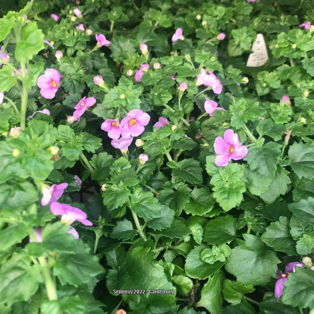 Bacopa (Sutera Betty™ Pink) - Garden.org