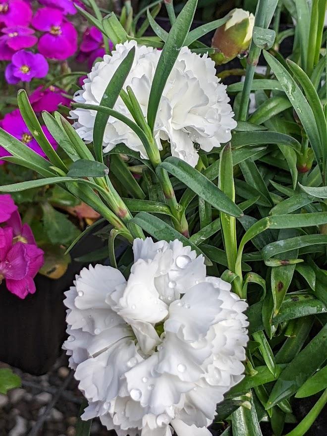 Photo of the entire plant of Carnation (Dianthus caryophyllus Sunflor ...