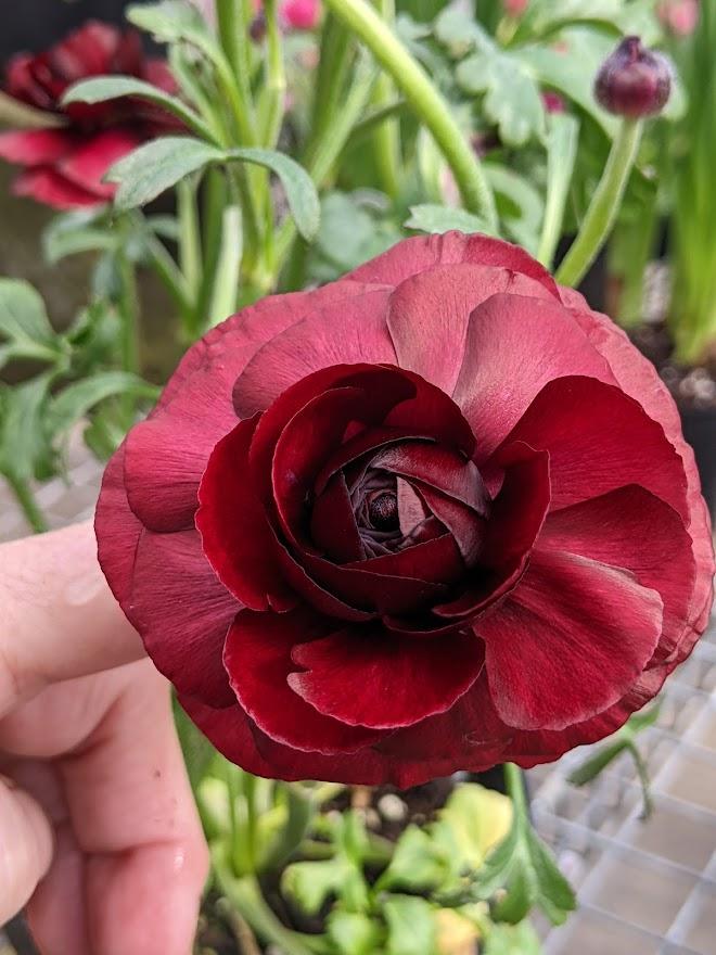 Photo of the bloom of Persian Buttercup (Ranunculus asiaticus 'Amandine ...