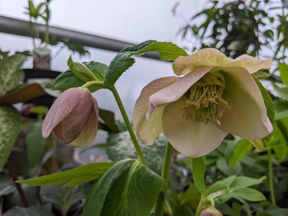 Photo of the bloom of Hellebore (Helleborus 'Brandywine') posted by Joy ...