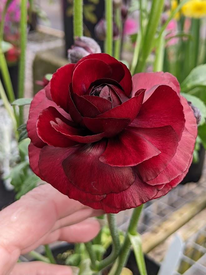 Photo of the bloom of Persian Buttercup (Ranunculus asiaticus 'Amandine ...