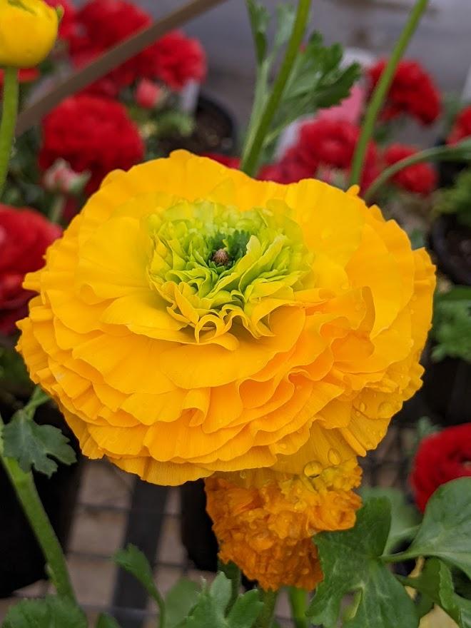 Photo of the bloom of Persian Buttercup (Ranunculus asiaticus 'Amandine ...