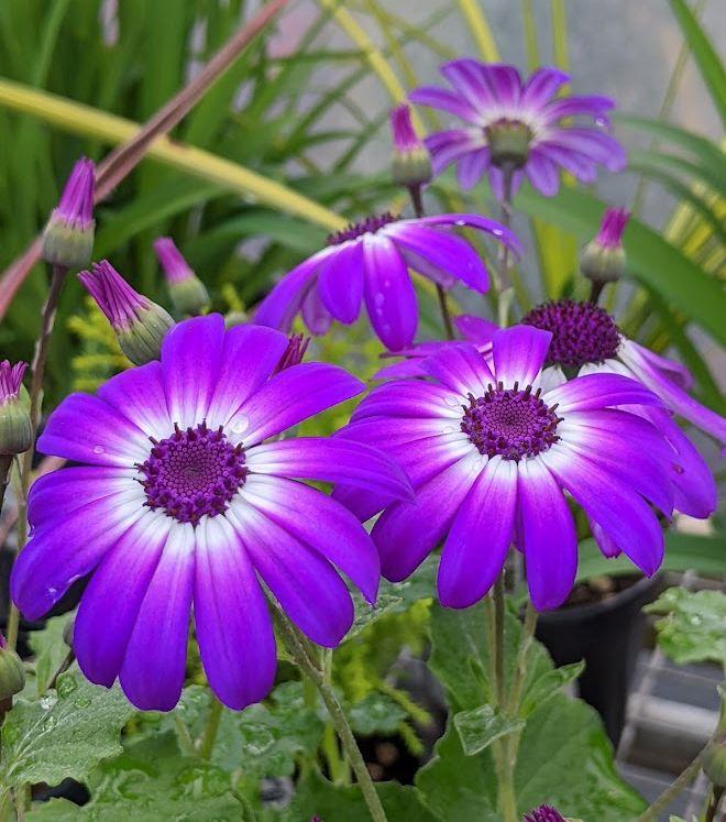 Photo of the bloom of Florist's Cineraria (Pericallis Senetti® Violet ...