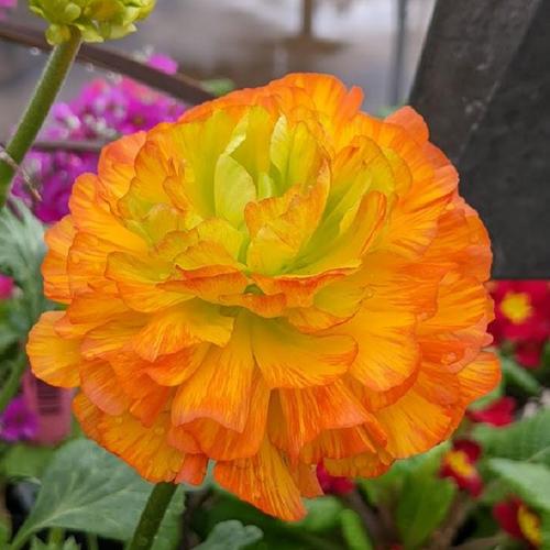 Persian Buttercup (Ranunculus asiaticus 'Amandine Orange Picotee ...