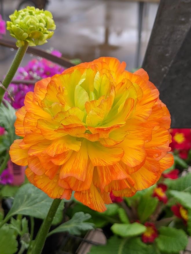 Photo of the bloom of Persian Buttercup (Ranunculus asiaticus 'Amandine ...