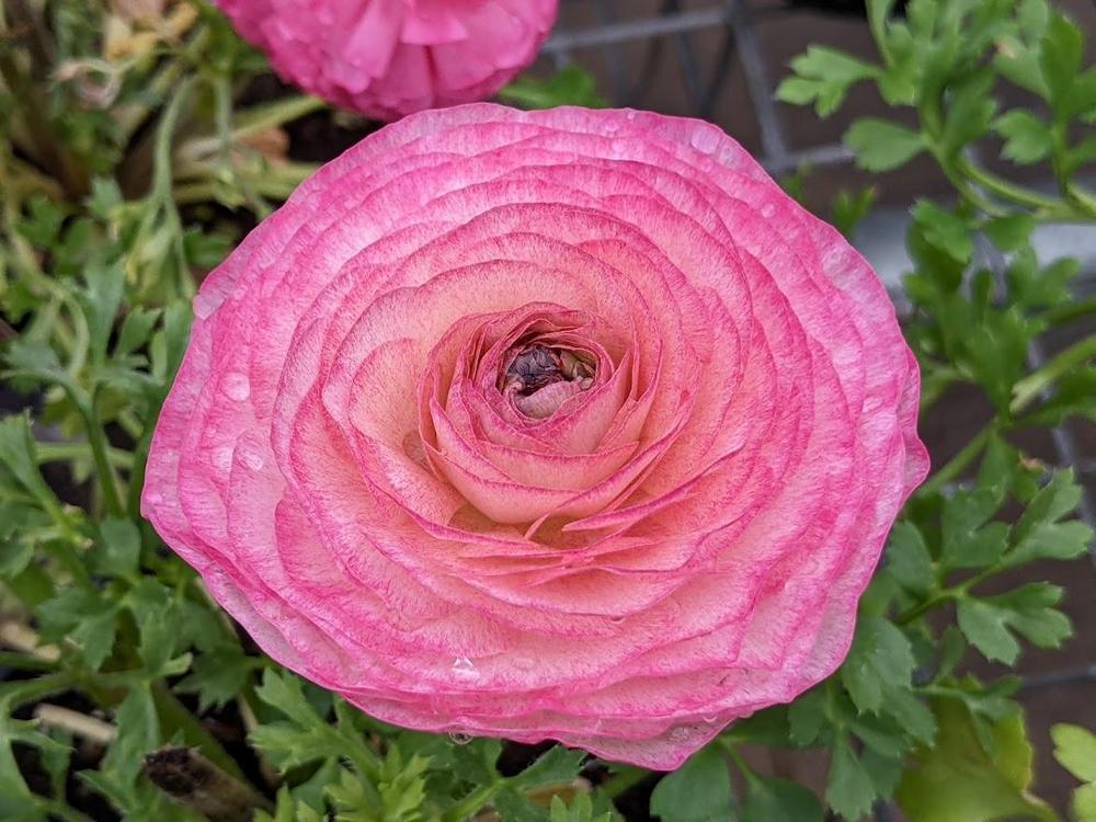 Photo of the bloom of Persian Buttercup (Ranunculus asiaticus Sprinkles ...