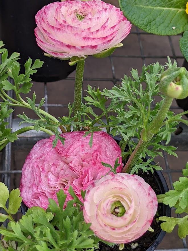 Photo of the entire plant of Persian Buttercup (Ranunculus asiaticus ...