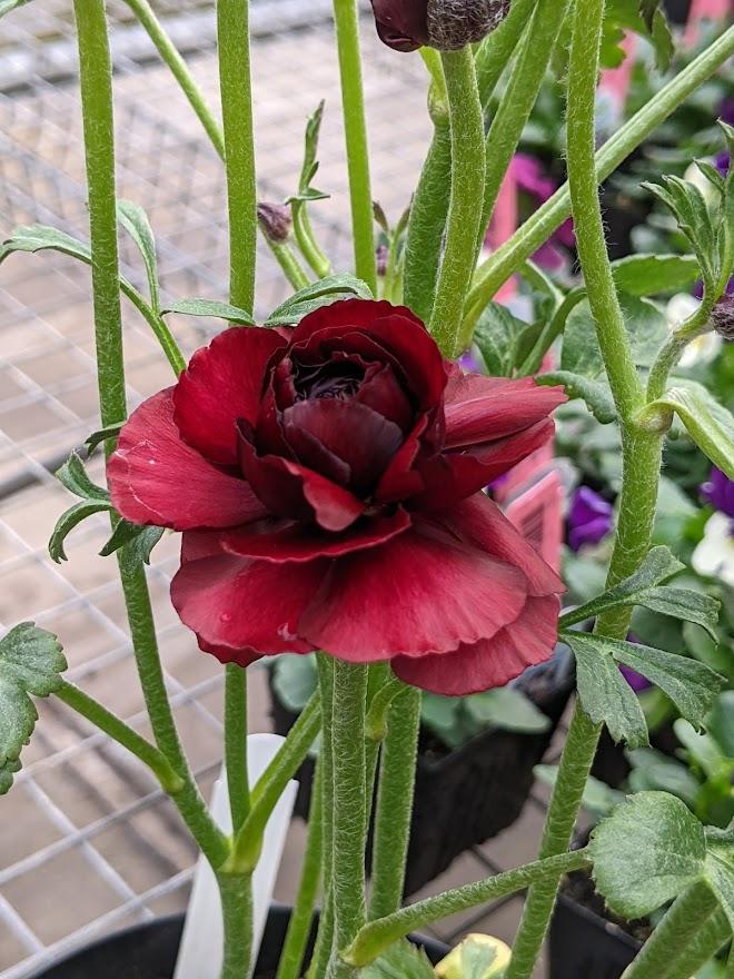 Photo of the bloom of Persian Buttercup (Ranunculus asiaticus 'Amandine ...