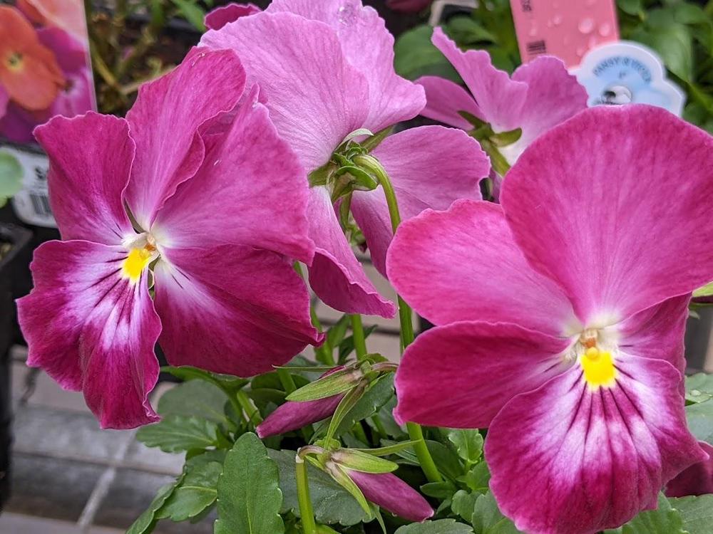 Pansy (Viola x wittrockiana 'Ultima Radiance Pink') in the Violas ...