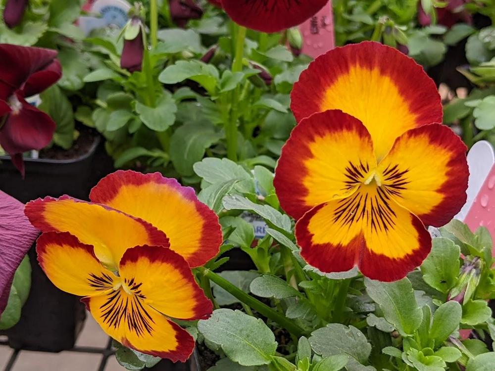Pansy (Viola x wittrockiana 'Ultima Radiance Red') in the Violas ...