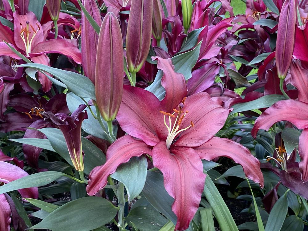 Photo of the entire plant of Lily (Lilium 'Firebolt') posted by csandt ...