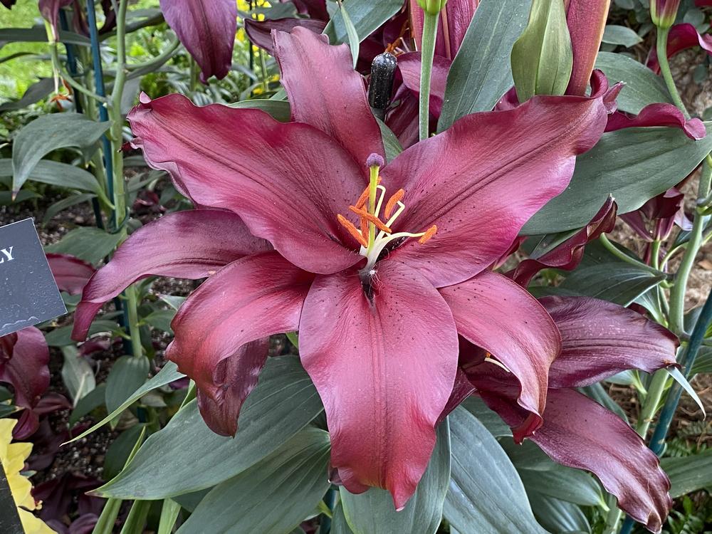 Photo of the bloom of Lily (Lilium 'Firebolt') posted by csandt ...