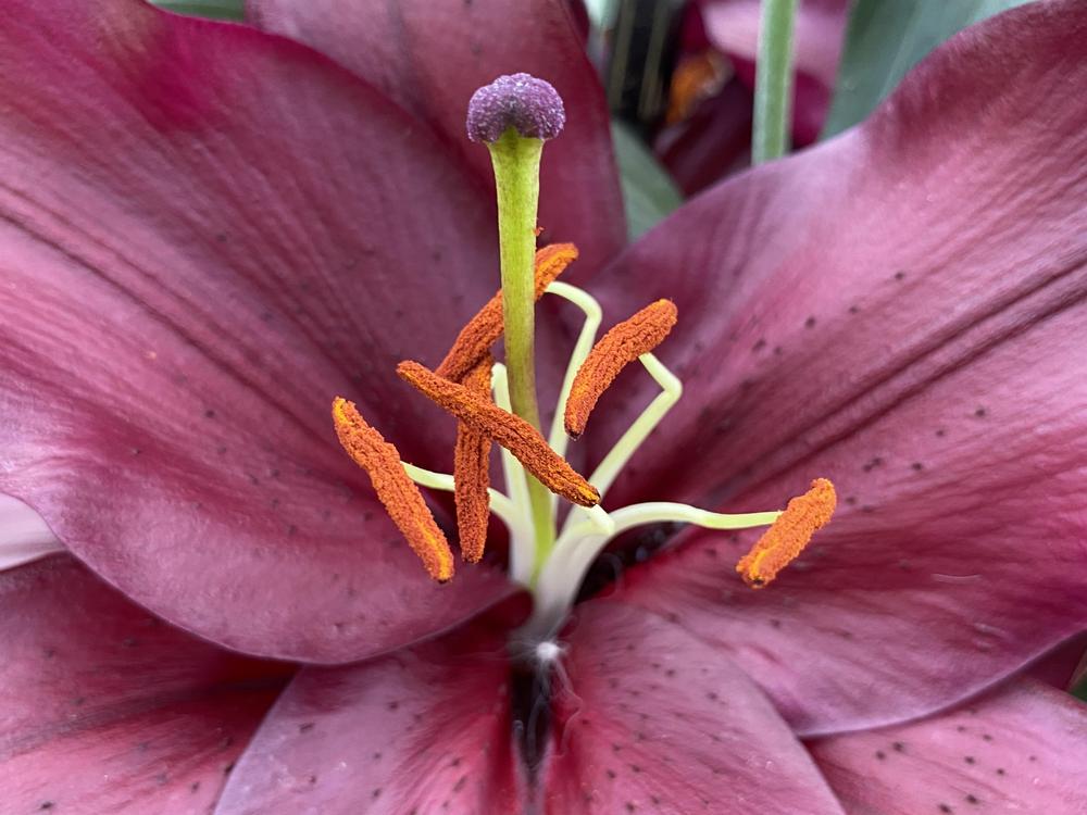 Photo of the stamens, filaments and pistils of Lily (Lilium 'Firebolt ...