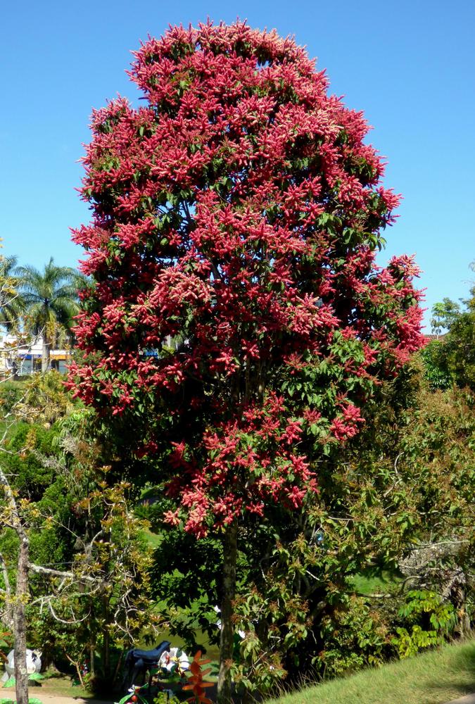 Ant Tree (Triplaris americana) - Garden.org