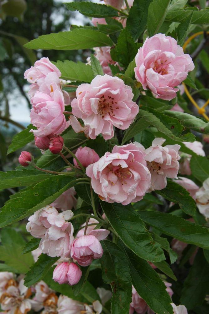 Photo of the bloom of Prairie Crabapple (Malus ioensis 'Fimbriata ...