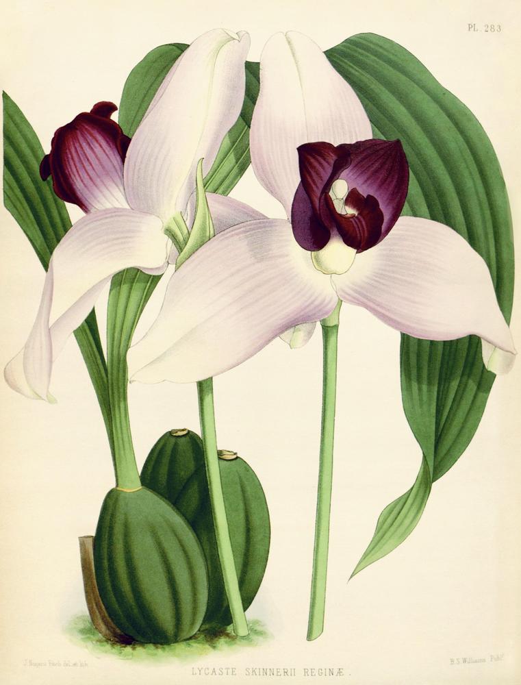 Orchid (Lycaste virginalis) - Garden.org