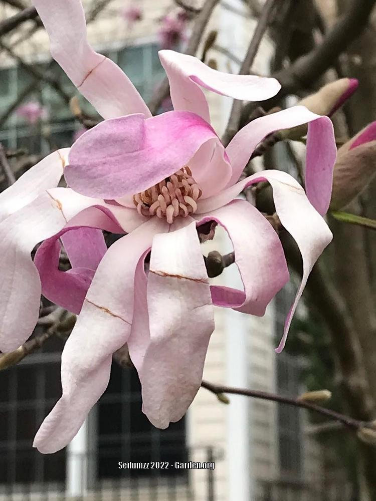 Photo of the bloom of Pink Star Magnolia (Magnolia stellata 'Rosea ...