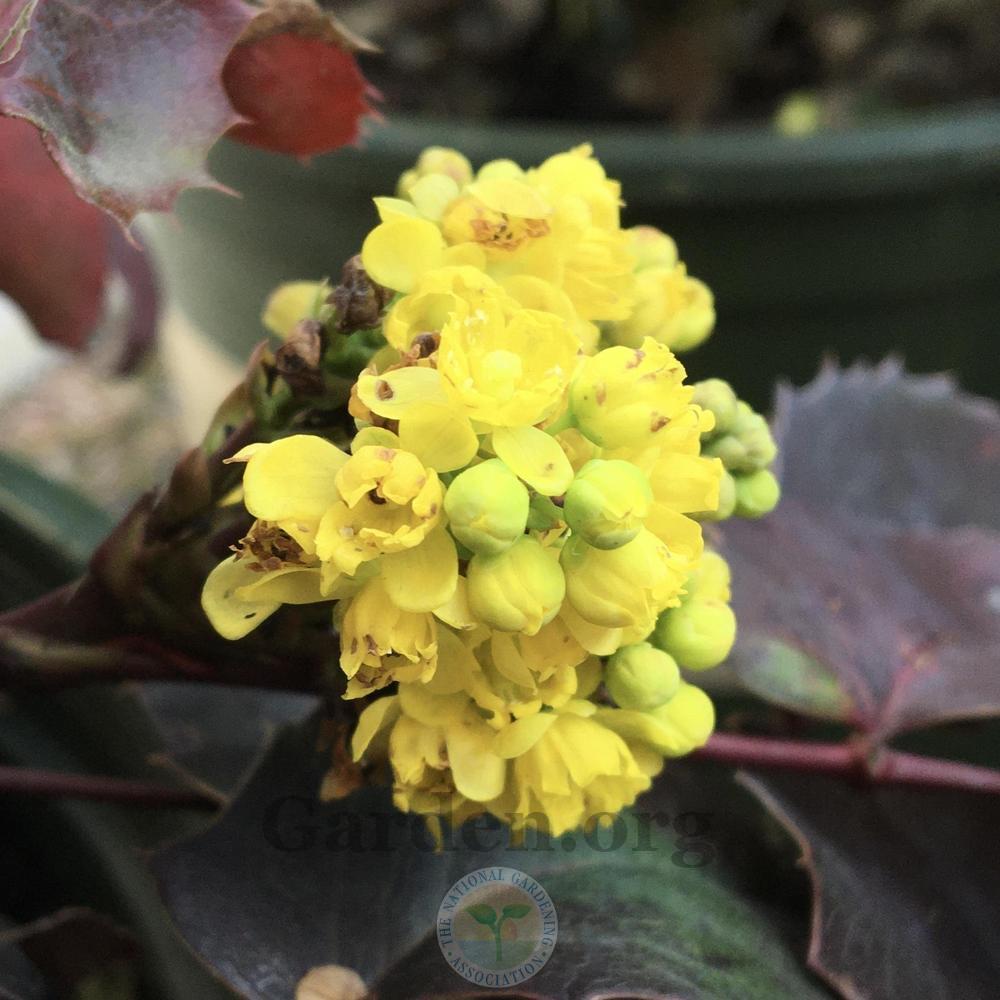 Creeping Oregon Grape (Mahonia repens Darkstar®) - Garden.org