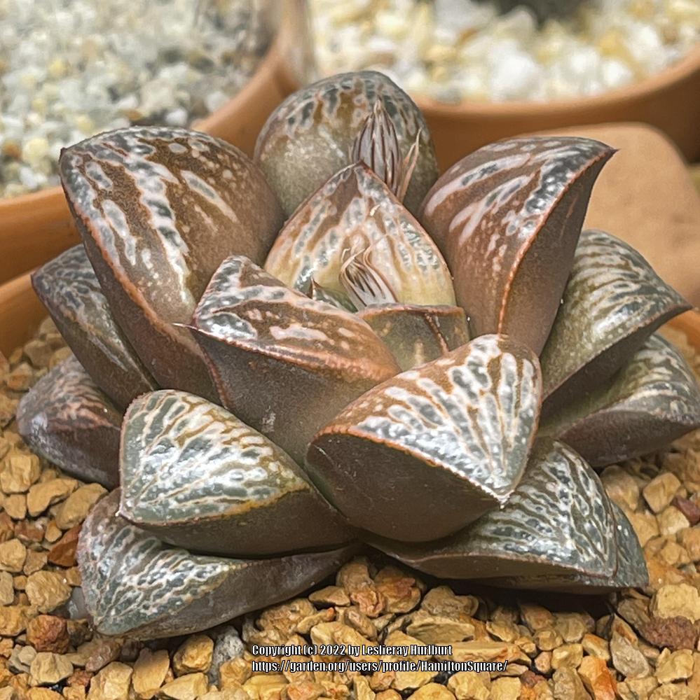 Haworthia magnifica var. splendens 'Inca Rose' - Garden.org