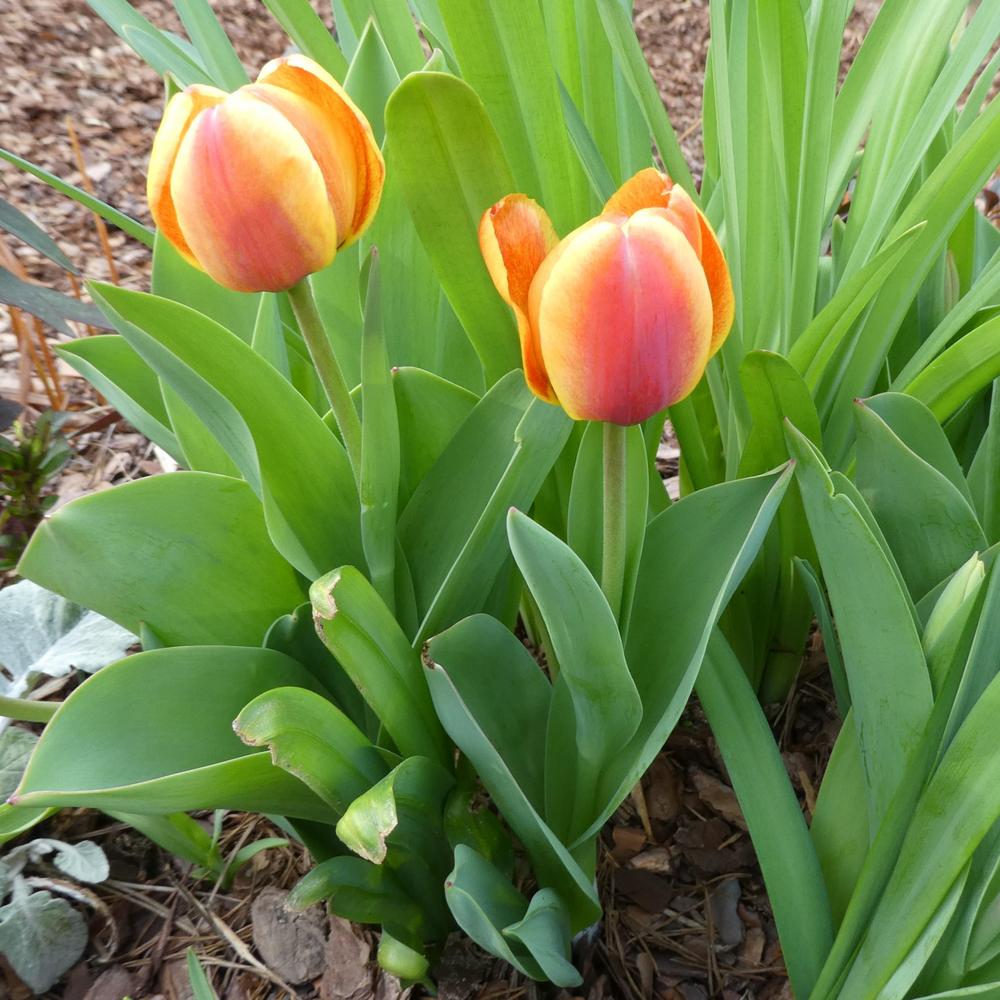 Photo of the entire plant of Darwin Hybrid Tulip (Tulipa 'Apeldoorn's ...