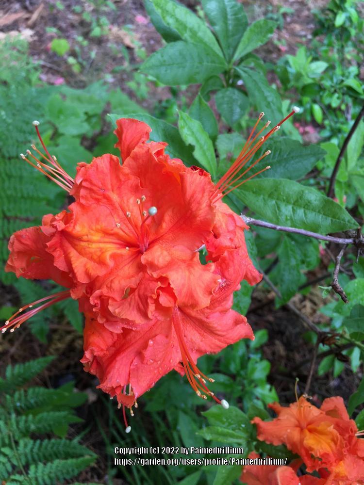 Azalea (Rhododendron 'Gibraltar') in the Rhododendrons Database ...