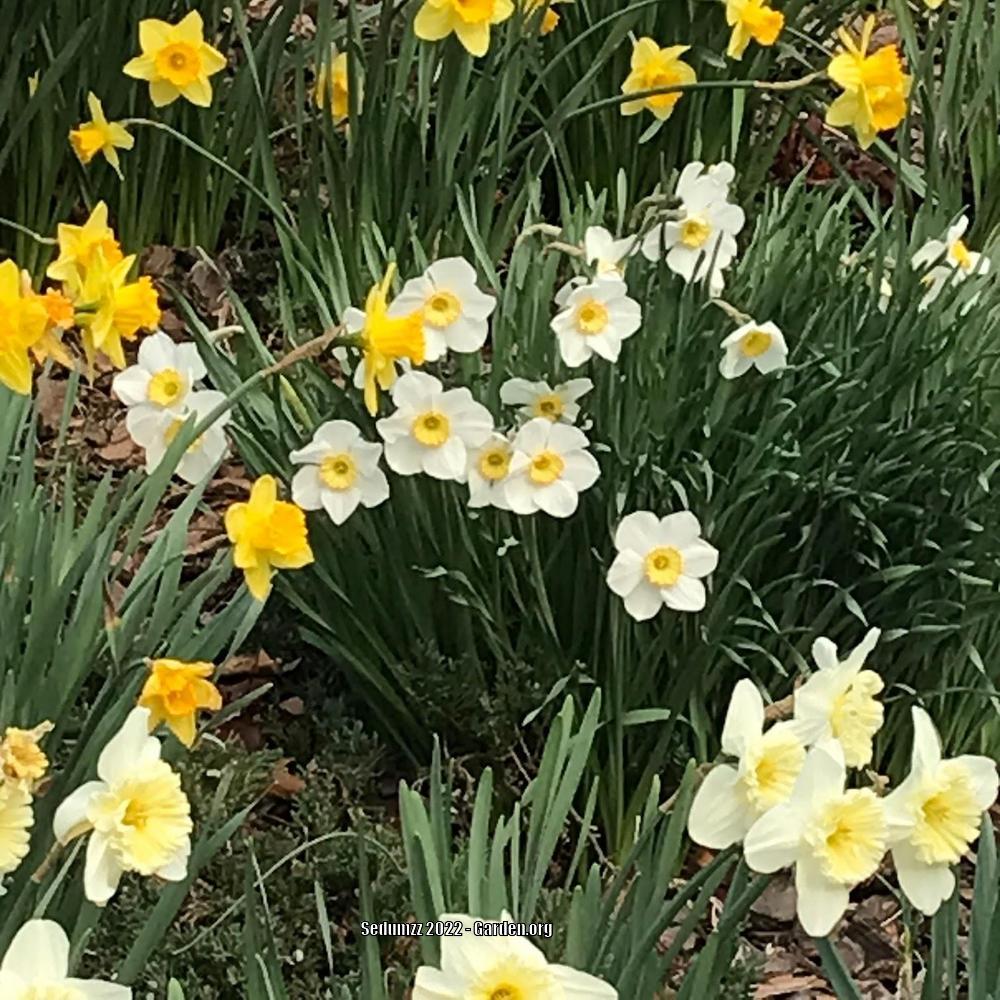Photo of the entire plant of Large-Cupped Daffodil (Narcissus 'Flower ...