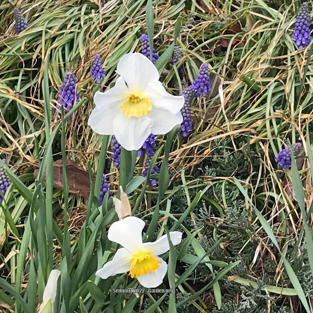 Photo of the entire plant of Large-Cupped Daffodil (Narcissus 'Flower ...