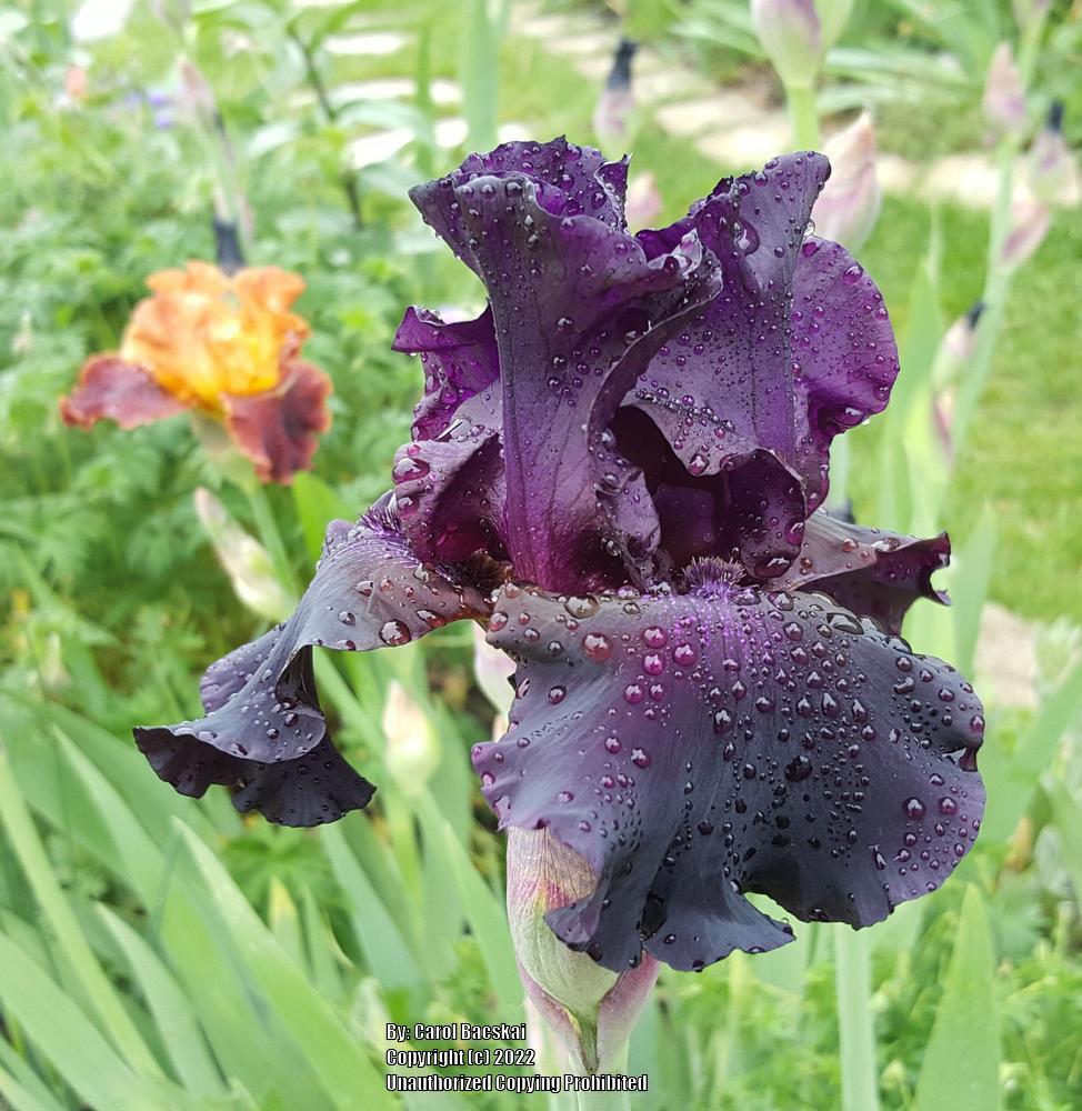 Photo of the bloom of Tall Bearded Iris (Iris 'Superstition') posted by Artsee1 - Garden.org