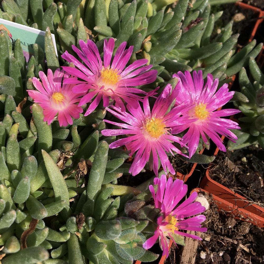 Ice Plant (Delosperma Jewel of Desert Candystone) - Garden.org