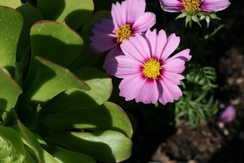 Cosmos (Cosmos bipinnatus Sensation Gloria) in the Cosmos Database ...