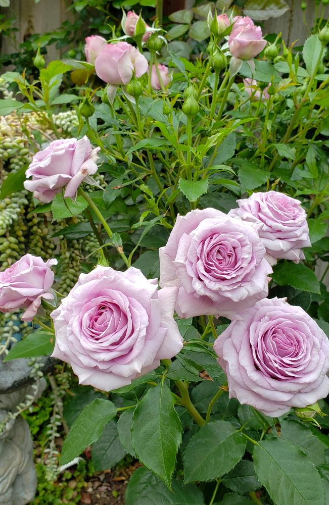 Photo of the bloom of Rose (Rosa 'Violet's Pride') posted by ...