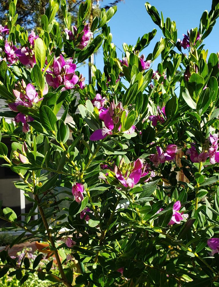 Sweet Pea Shrub (Polygala fruticosa) - Garden.org