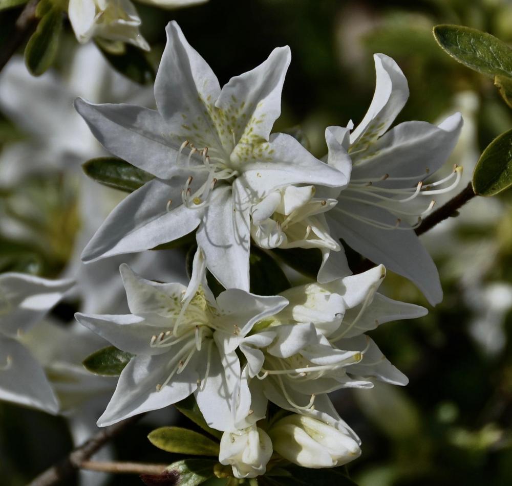 Evergreen Azalea (Rhododendron 'Cascade') in the Rhododendrons Database ...