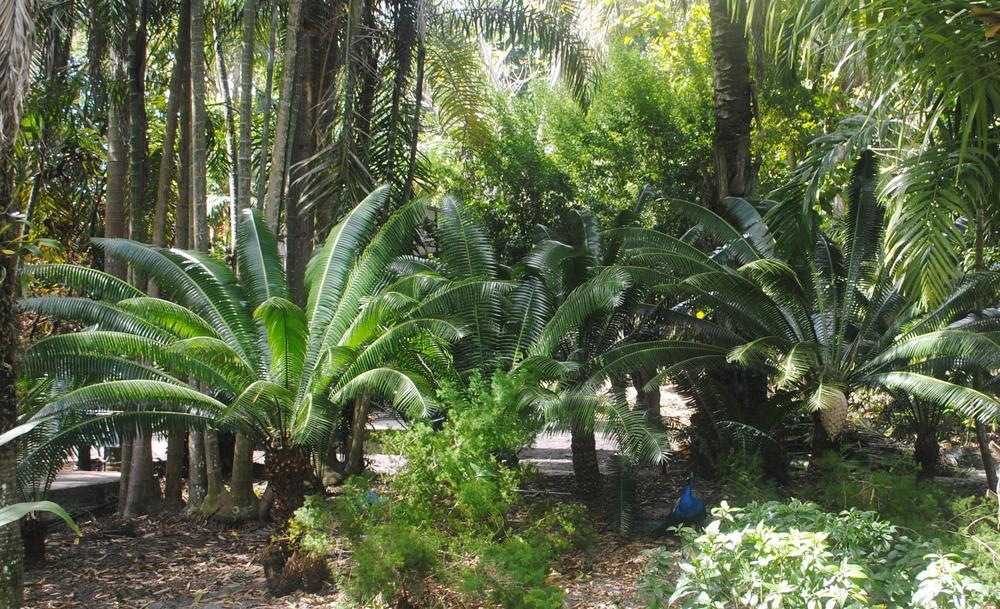 Photo of the habitat view of Giant Dioon (Dioon spinulosum) posted by ...