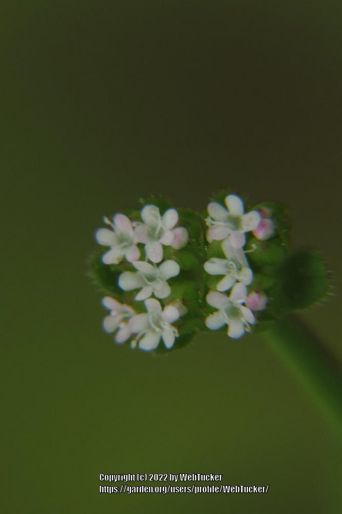 Photo of the stamens, filaments and pistils of Beaked Corn Salad ...