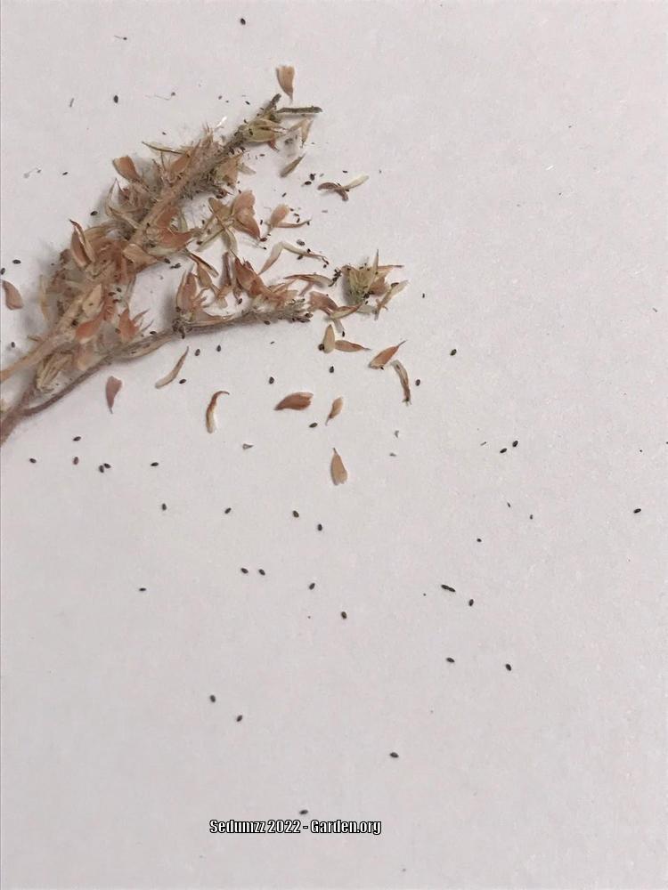 Photo of the seeds of Red Stonecrop (Sedum rubens 'Lizard of Madagascar ...